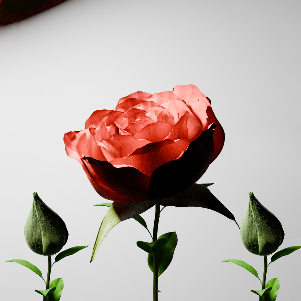 Rose | Bouquets models | BlenderKit