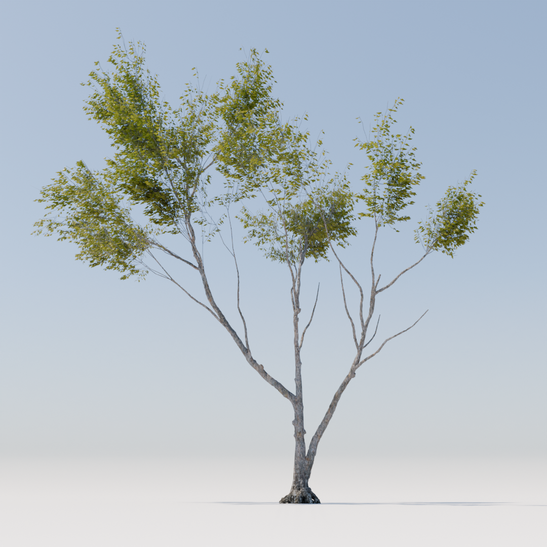 Tree 26 | Trees models | BlenderKit