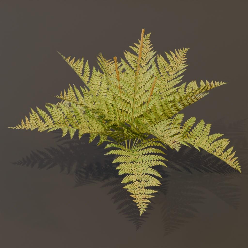 Cinnamon Fern Med Var | Outdoor Plants models | BlenderKit