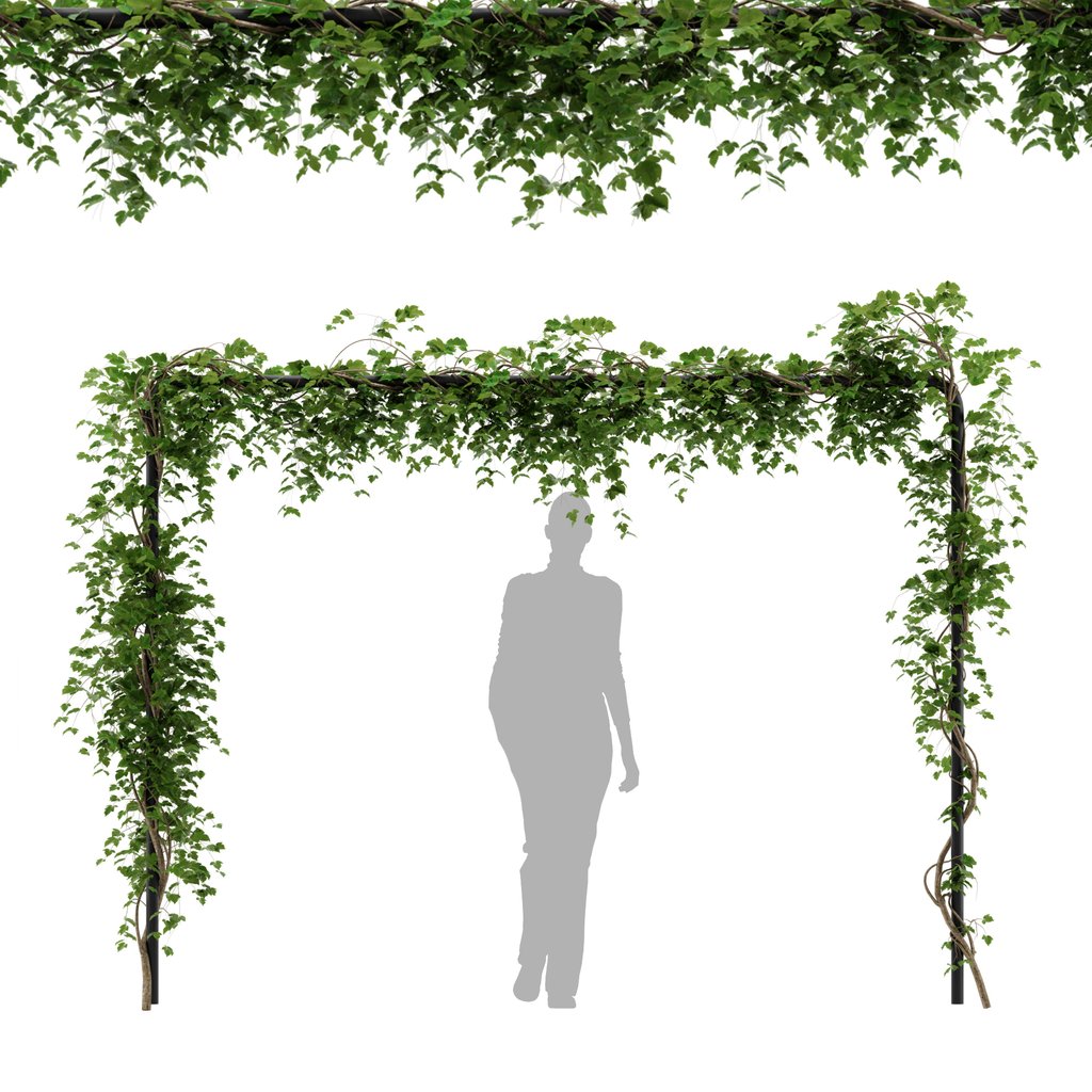 Ipomoea nil b | Green Walls models | BlenderKit