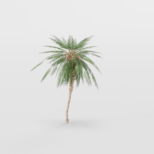 Palm Tree 01 | FREE Trees models | BlenderKit