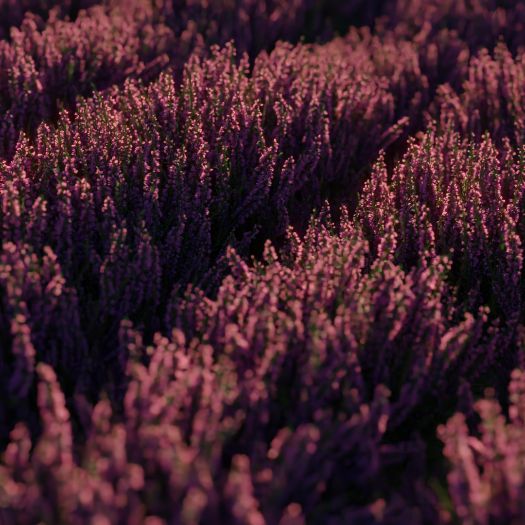Heather Plants | Outdoor Plants models | BlenderKit