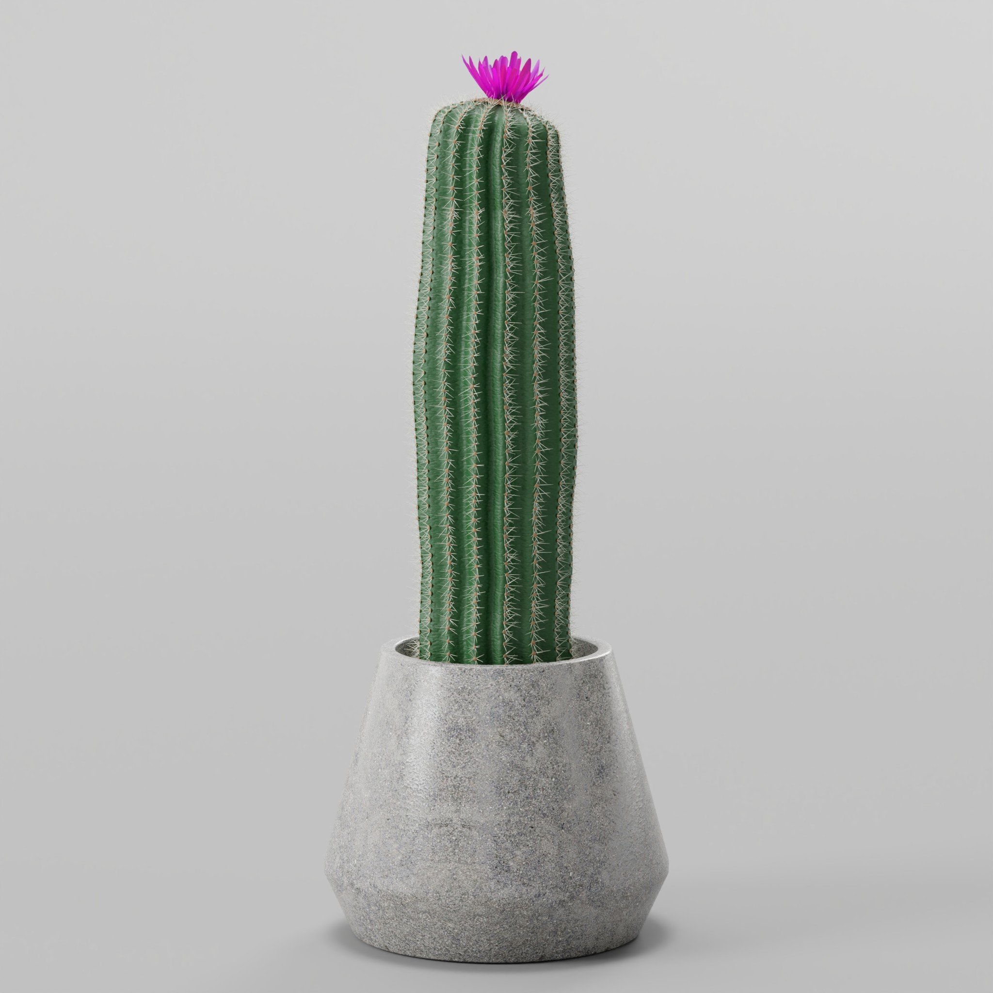 Cactus Plant | Indoor Plants models | BlenderKit