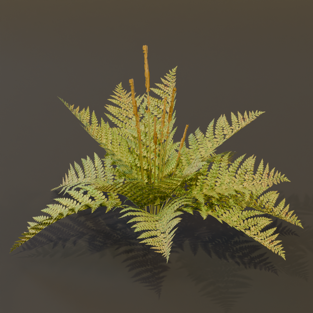 Cinnamon Fern Elder | Outdoor Plants models | BlenderKit