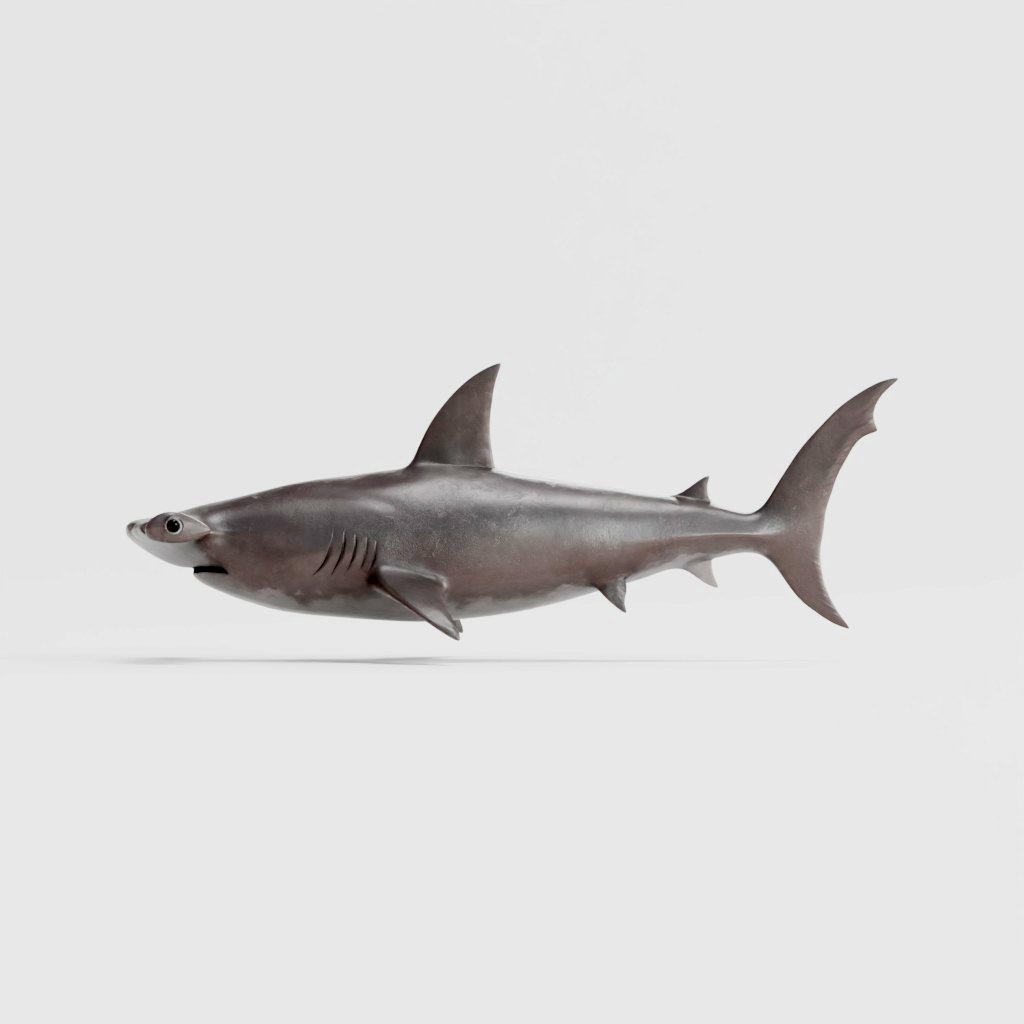 Hammerhead Shark Rigged | Fish models | BlenderKit