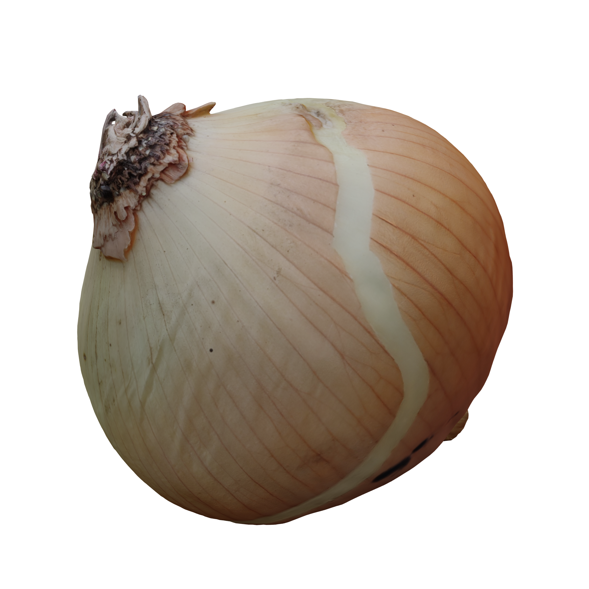 Scanned Onion | FREE Fruit & Vegetables models | BlenderKit
