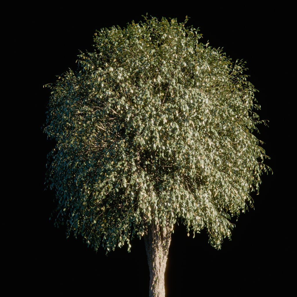 Tree | FREE Trees models | BlenderKit