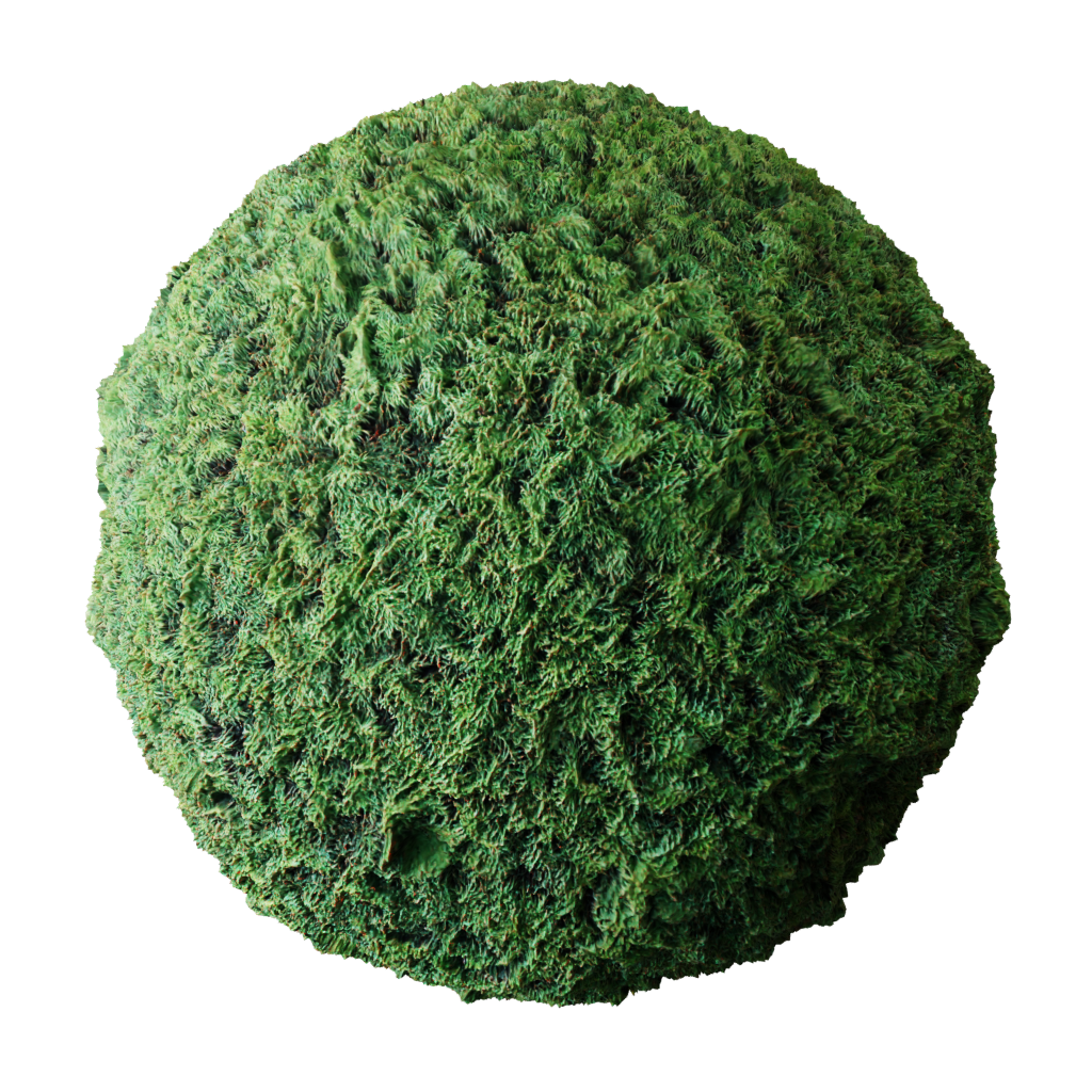 Hedge Conifer | FREE organic materials | BlenderKit
