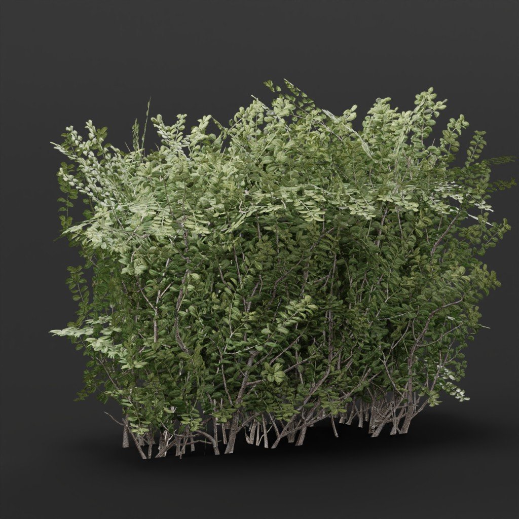 Boxwood Hedge 1M | Outdoor Plants models | BlenderKit