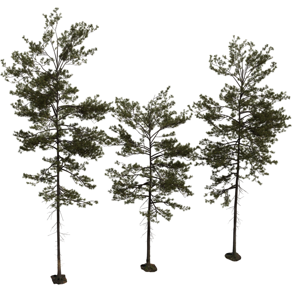Pine Tree 01 | FREE Birds models | BlenderKit