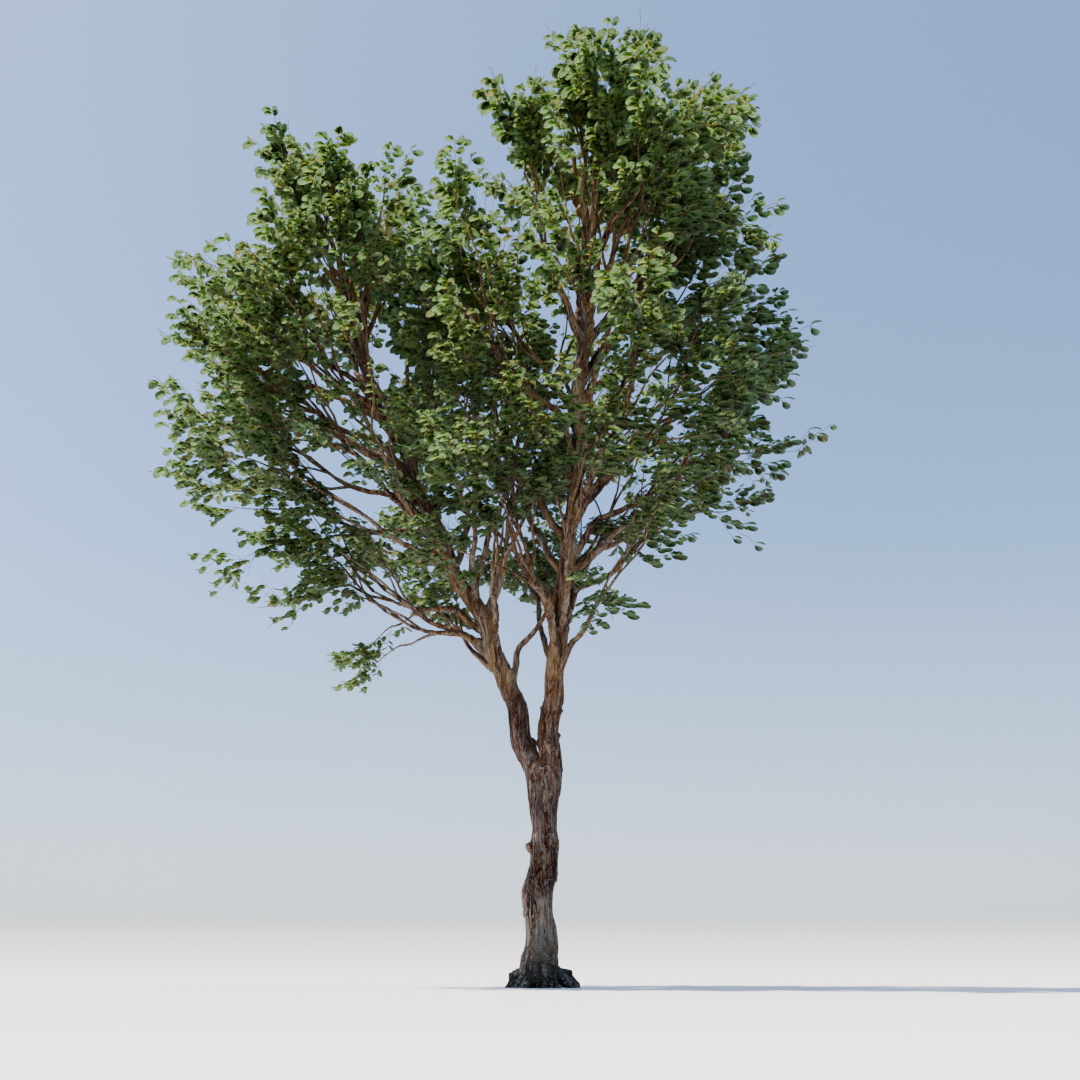 Tree 34 | Trees models | BlenderKit