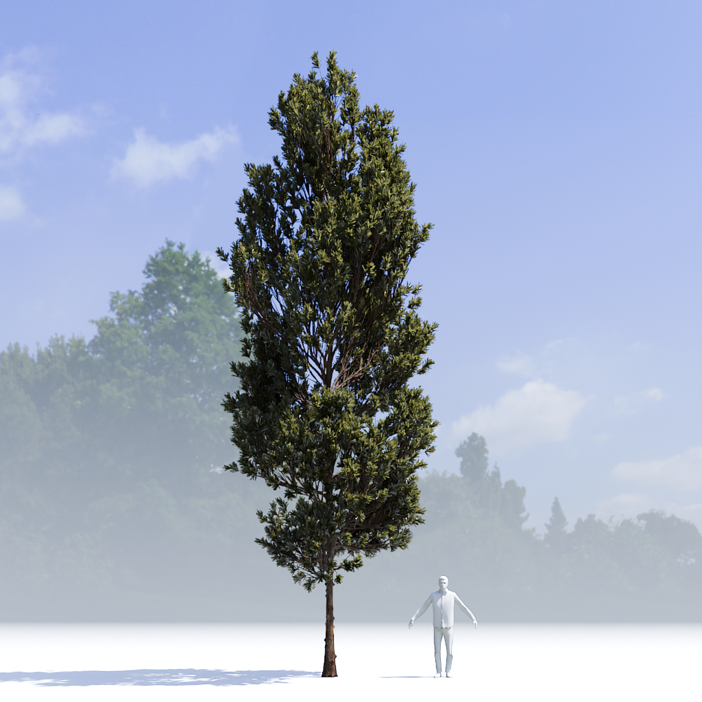 Coniferous Tree | Trees models | BlenderKit