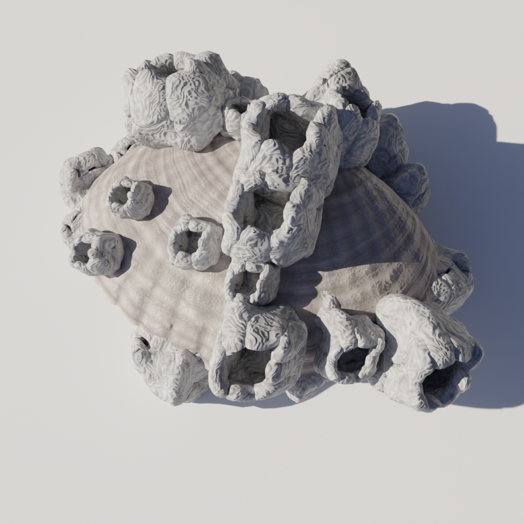 Seashell Common Cockle - white | FREE Nature models | BlenderKit