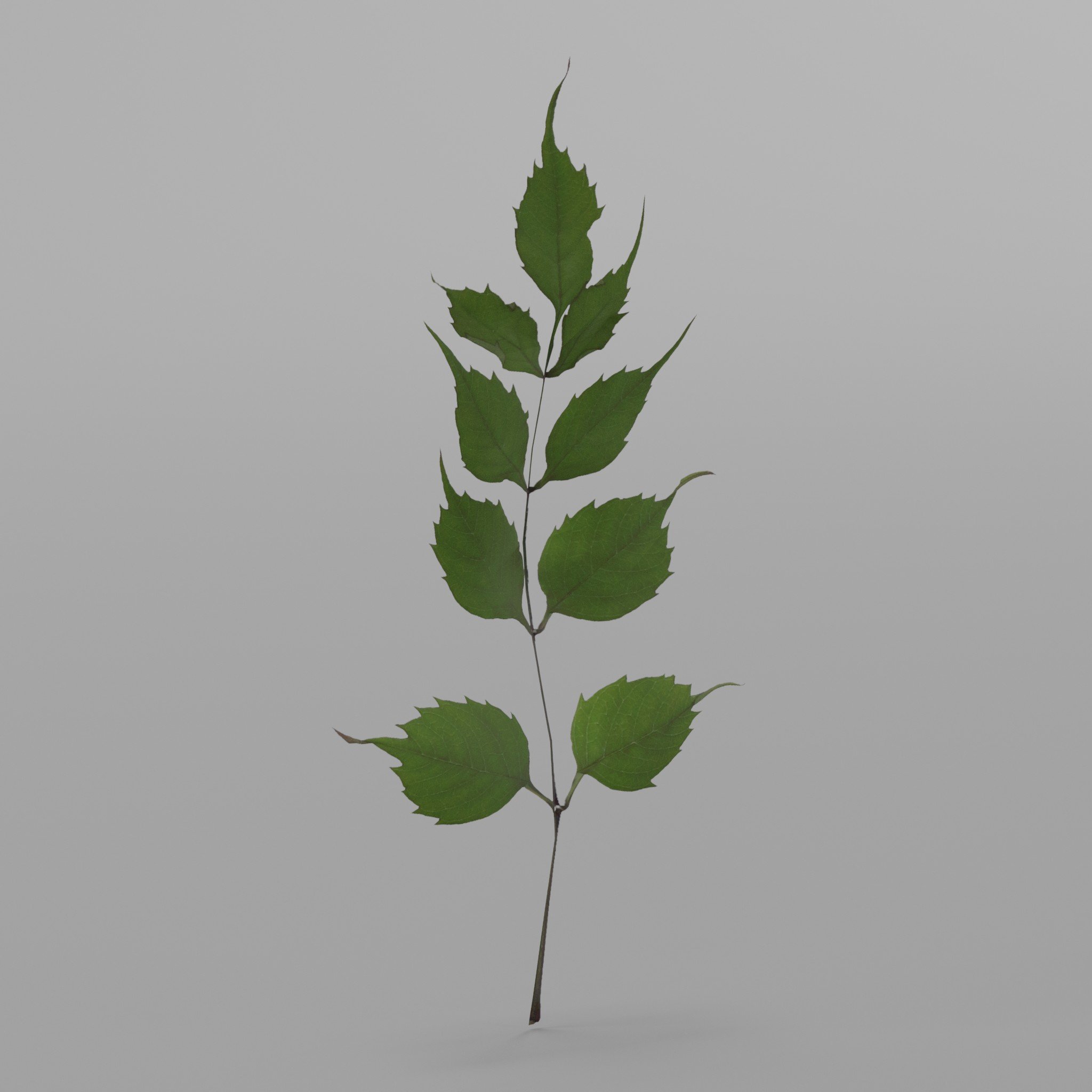Small Branch | Outdoor Plants models | BlenderKit