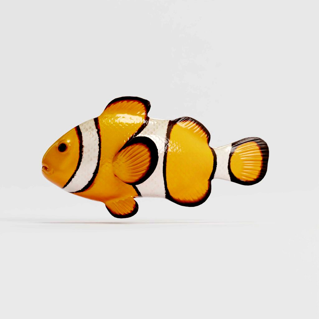 Clownfish | Fish models | BlenderKit