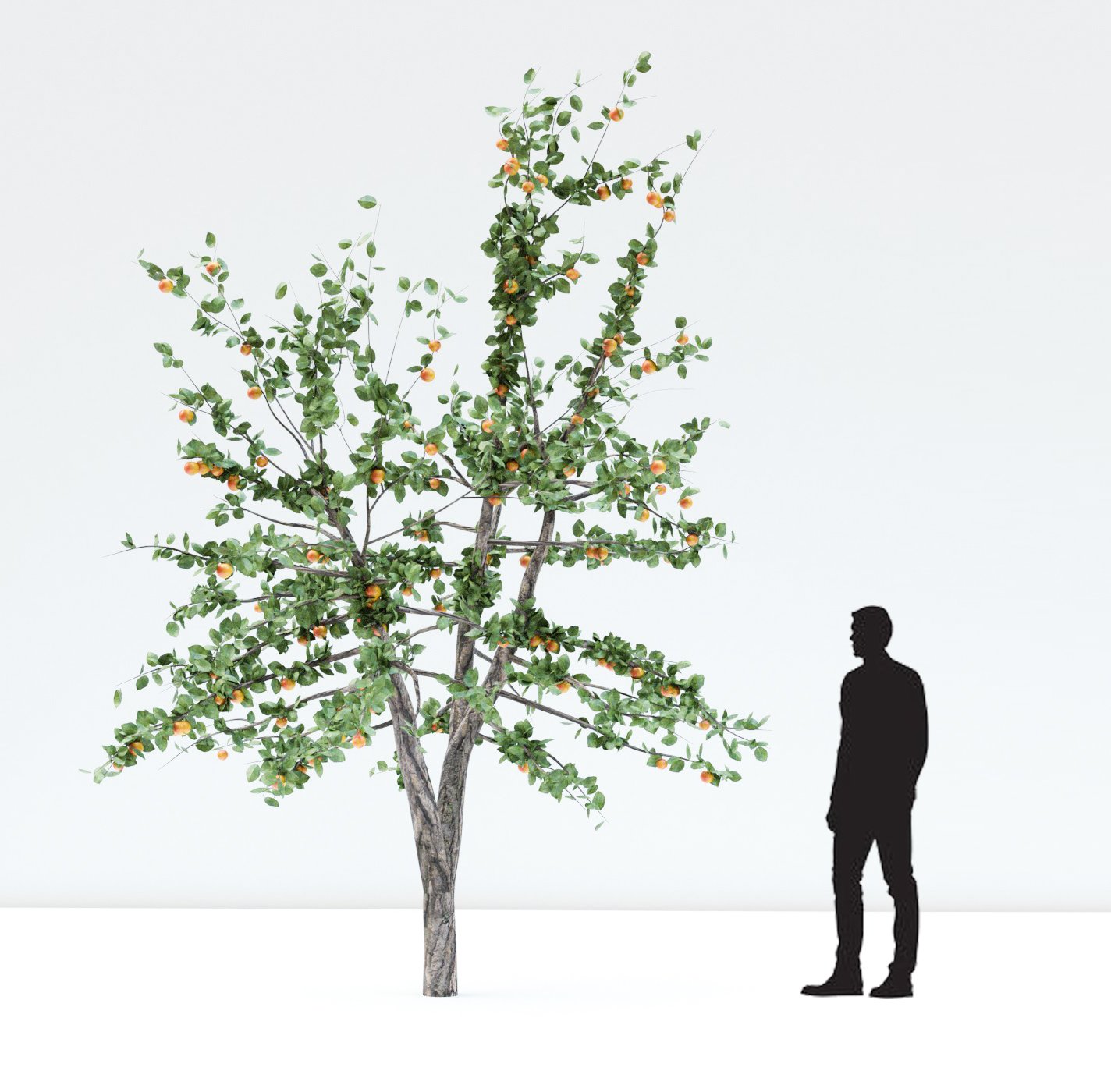 Apple tree with red apples | Trees models | BlenderKit