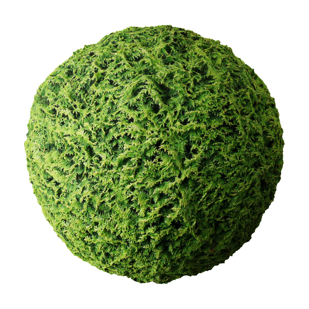 Hedge Conifer | FREE organic materials | BlenderKit