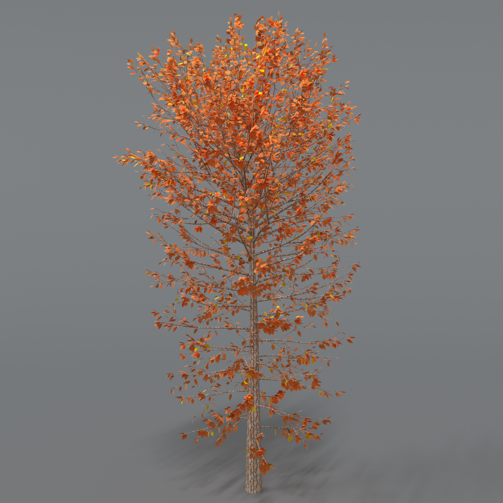 Forest Tree | Trees models | BlenderKit