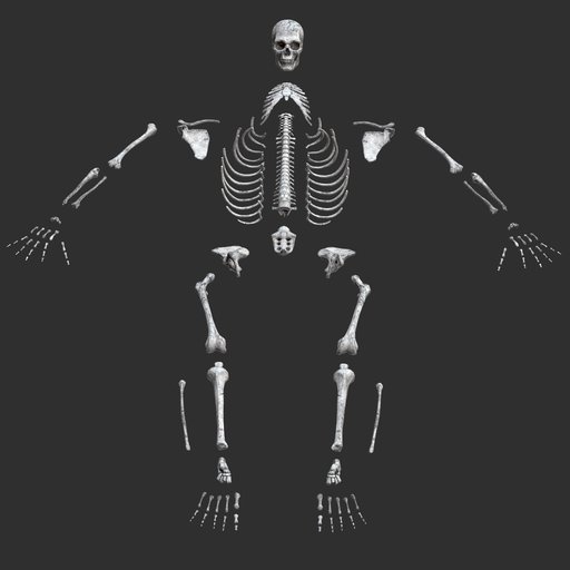 Human male mud skeleton bones | Human Skeletons models | BlenderKit