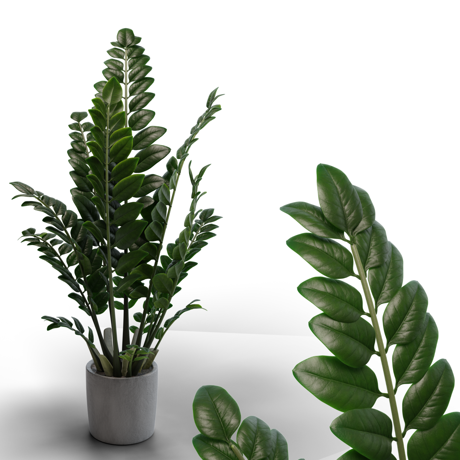 Zamioculcas | Indoor Plants models | BlenderKit