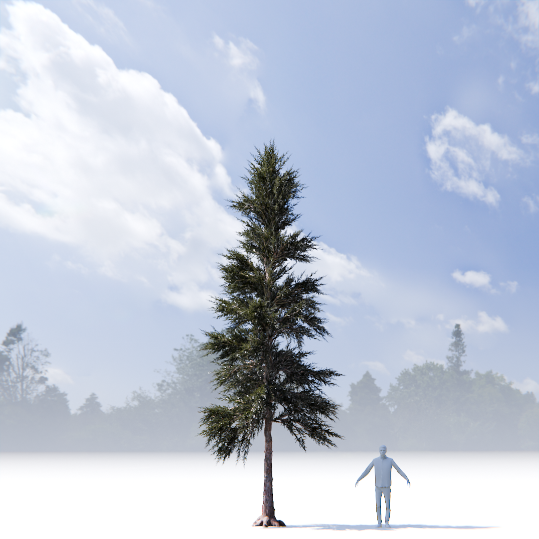 Pine tree variation | Trees models | BlenderKit