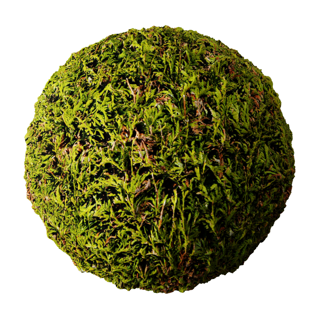 Hedge Conifer 13 | FREE organic materials | BlenderKit