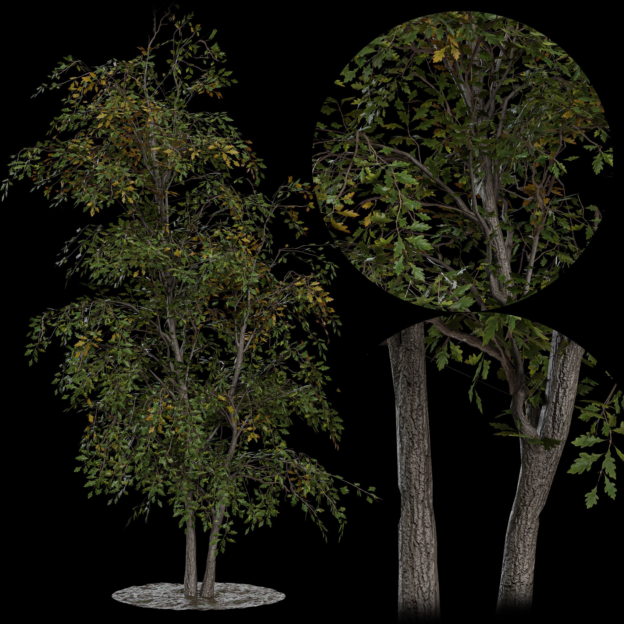 Low Poly Autumn Birch Tree | Trees models | BlenderKit