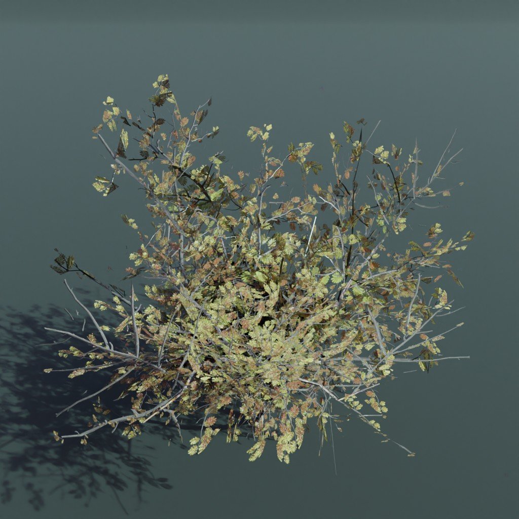 Plant Mimosa Aculeaticarpa Large | Outdoor Plants models | BlenderKit