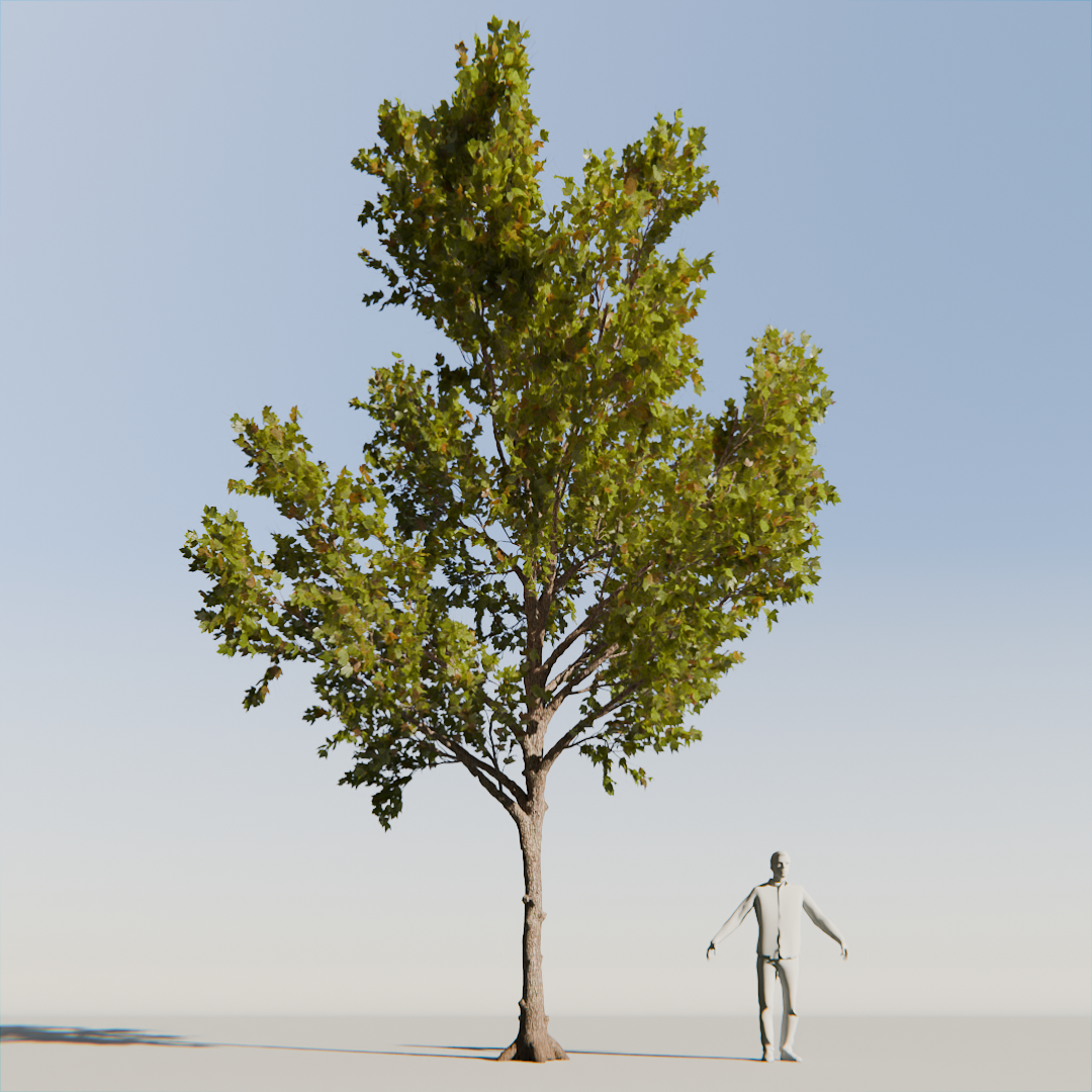 Maple Tree Variation | Trees models | BlenderKit