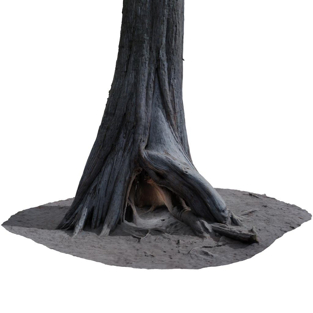 Tree Trunk in Rain Forest | Environment Elements models | BlenderKit