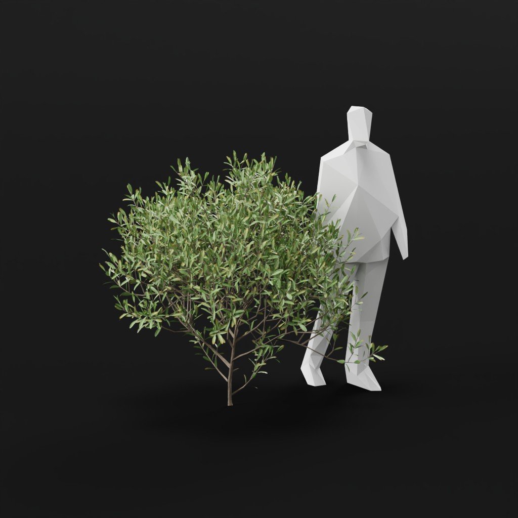 Olive Tree Sap | Trees models | BlenderKit