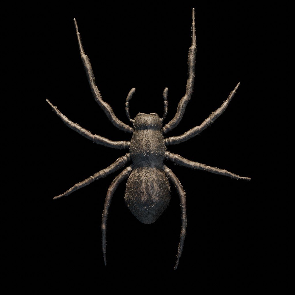 Real Spider | Insects models | BlenderKit