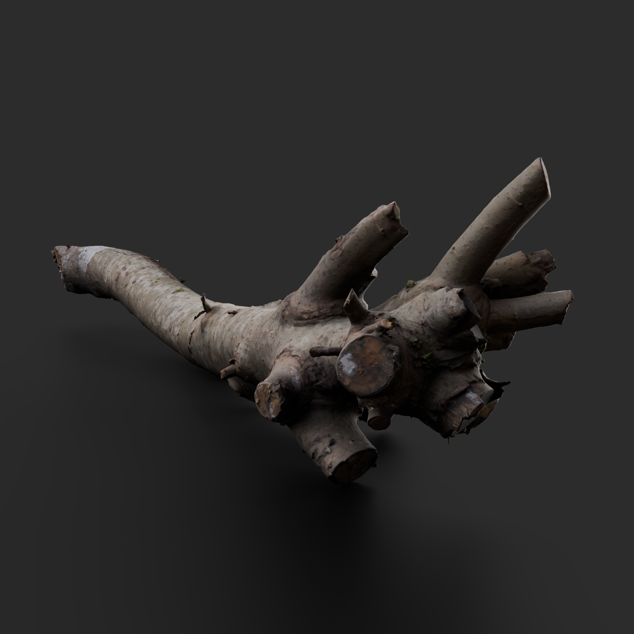 Small Birch Trunk | Trees models | BlenderKit