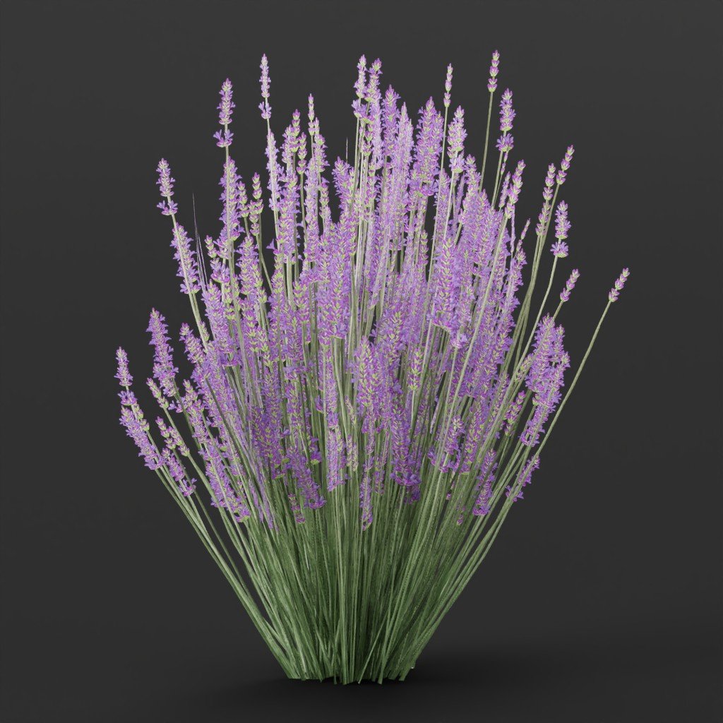 Lavender Flower Medium Variation | Outdoor Plants models | BlenderKit