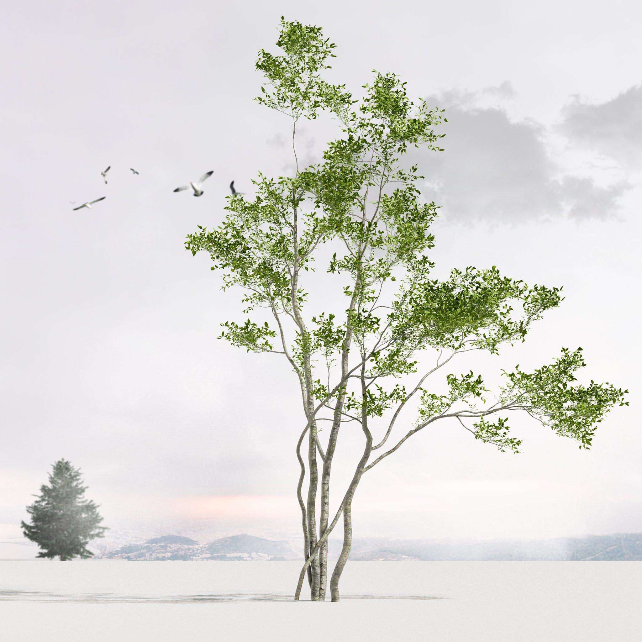 JungleTree Ficus Elastica WideCanopy | Trees models | BlenderKit