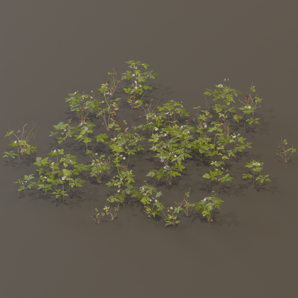 Herb Robert Geranium Robertianum Large | Outdoor Plants models | BlenderKit