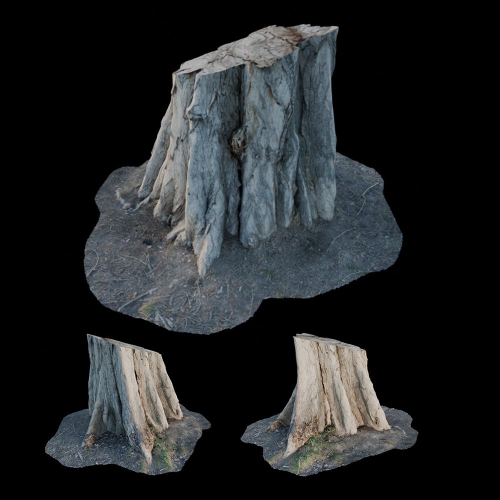 Poplar Tree Base Scan | Trees models | BlenderKit