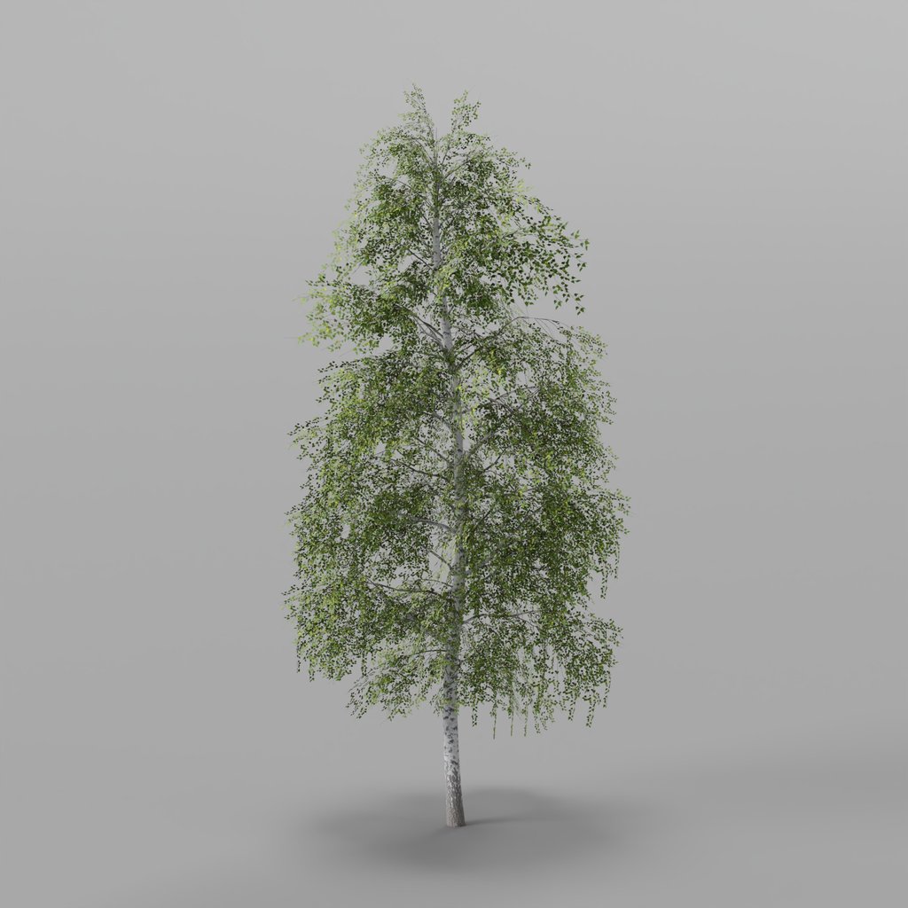 Slender Tall Birch Tree | Trees models | BlenderKit