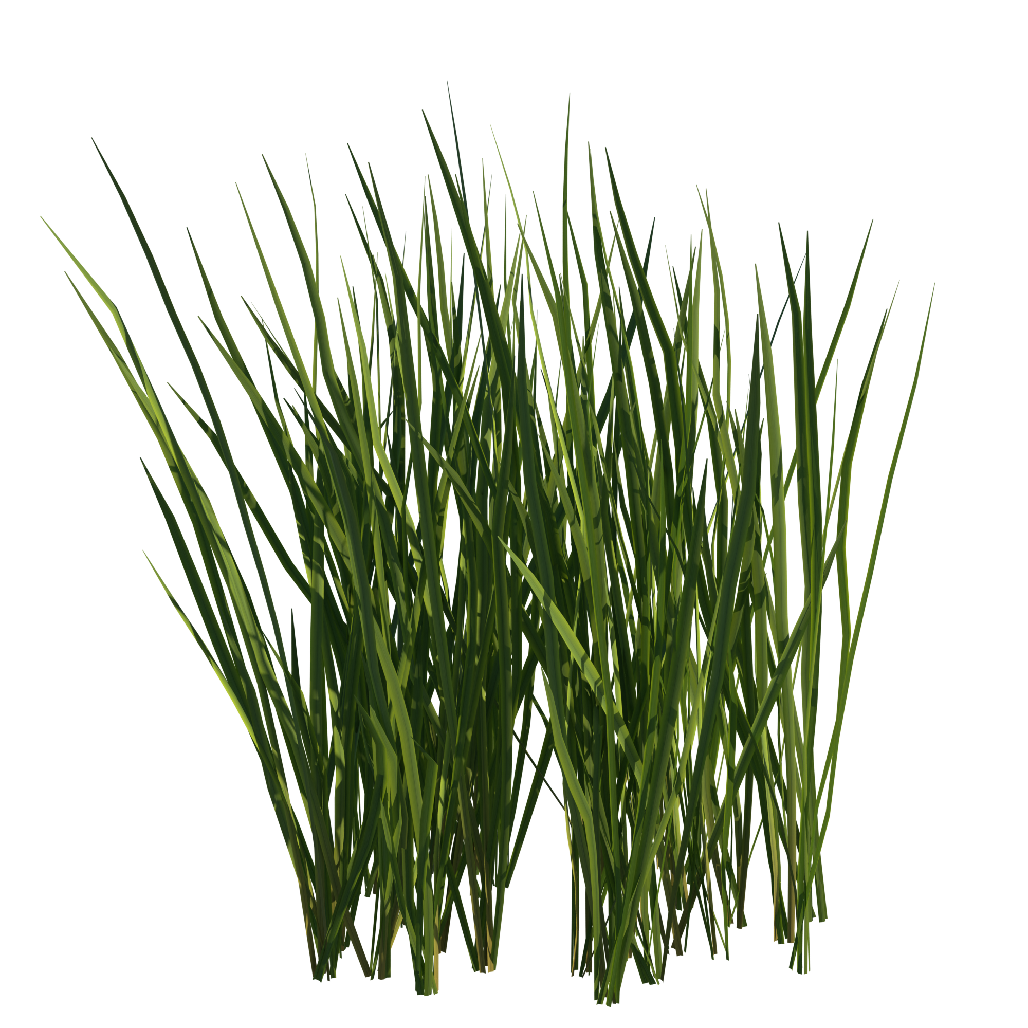 Wild Grass Patch 3 | FREE Grass models | BlenderKit
