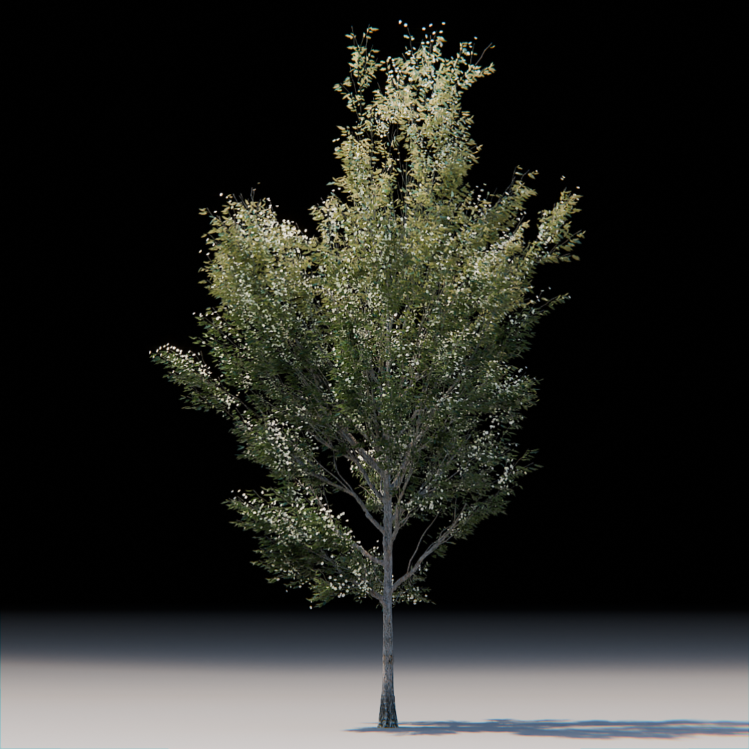 Tree styrak 02 | Trees models | BlenderKit