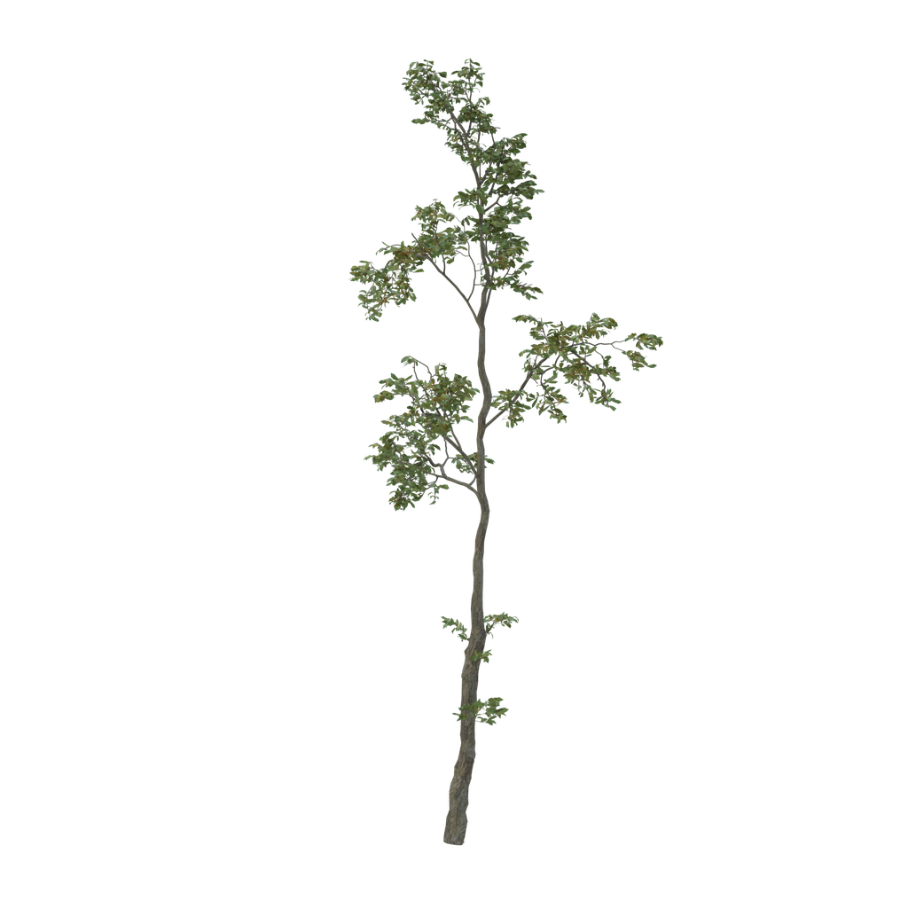 Thin tree V3 | FREE Trees models | BlenderKit