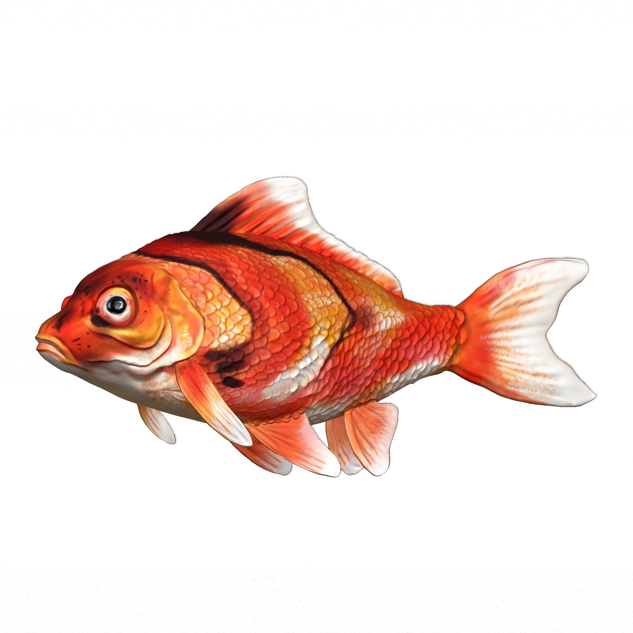 Gold Fish 002 | Fish models | BlenderKit