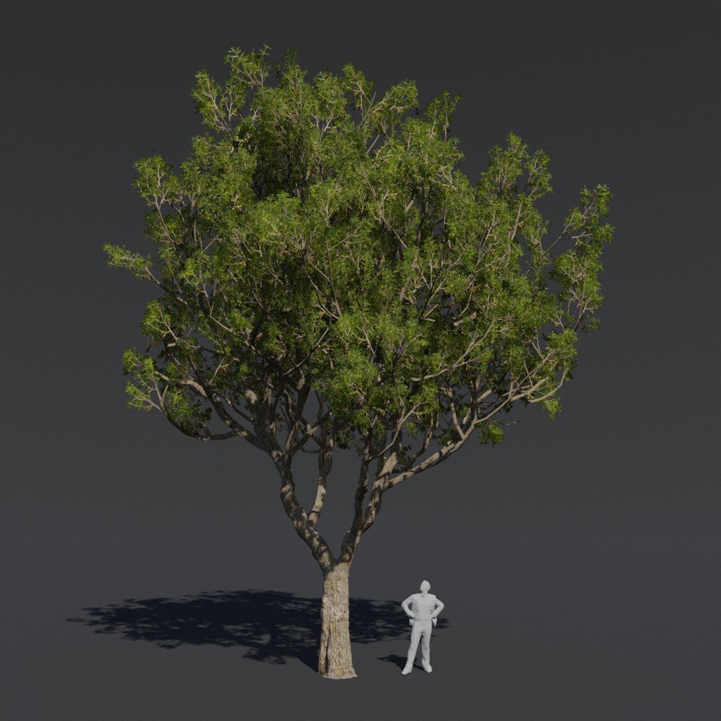 Tree Black Board A1 | Trees models | BlenderKit
