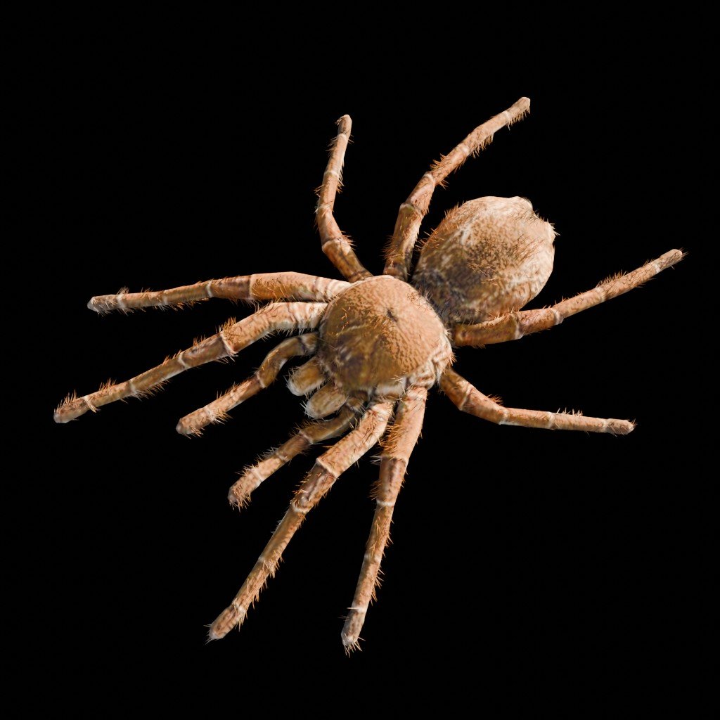 Real Spider | Insects models | BlenderKit