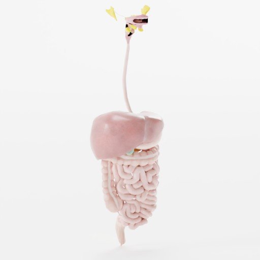 Digestive Organ | FREE 3D Internal organ models | BlenderKit