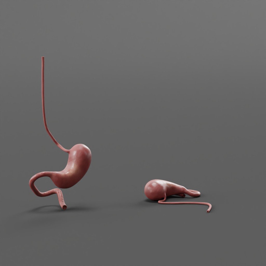 Stylized Human Lungs | FREE Internal Organs models | BlenderKit