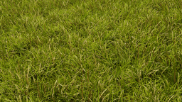 Animated Grass | Nature scenes | BlenderKit