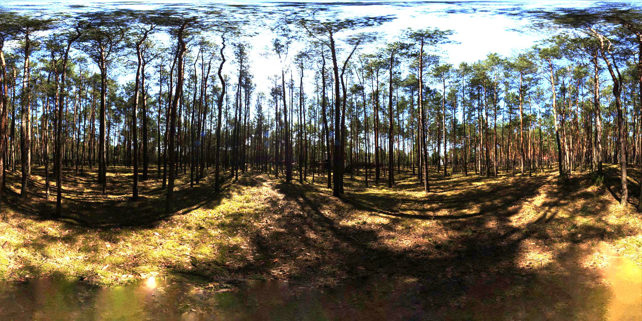 Pine forest | FREE Nature HDRis | BlenderKit