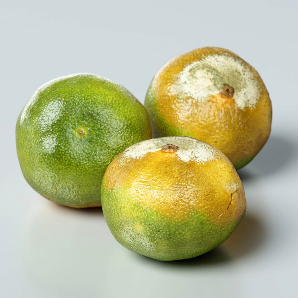 Spoiled Mandarin with Mold | Fruit & Vegetables models | BlenderKit