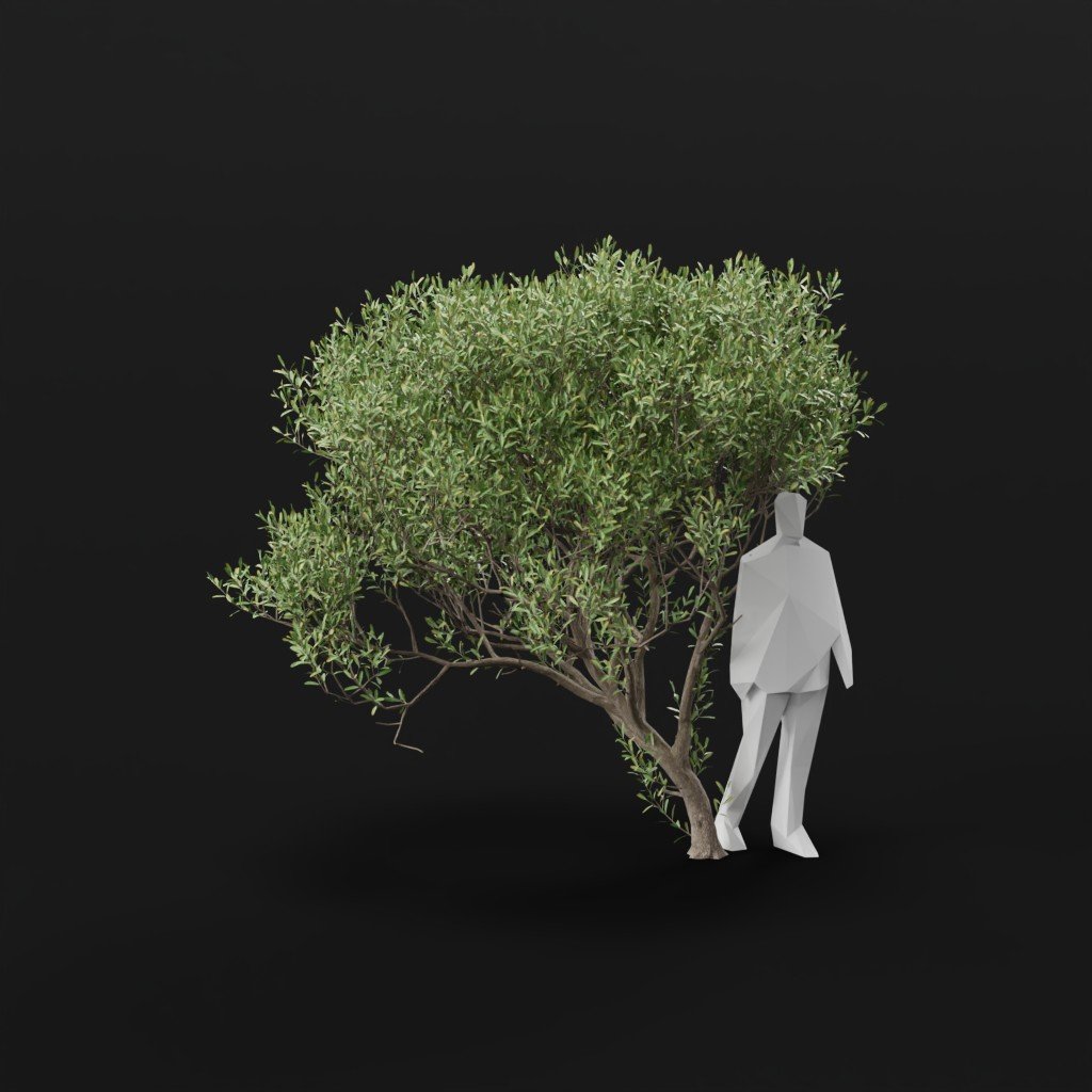 Olive Tree Bent Med | Trees models | BlenderKit